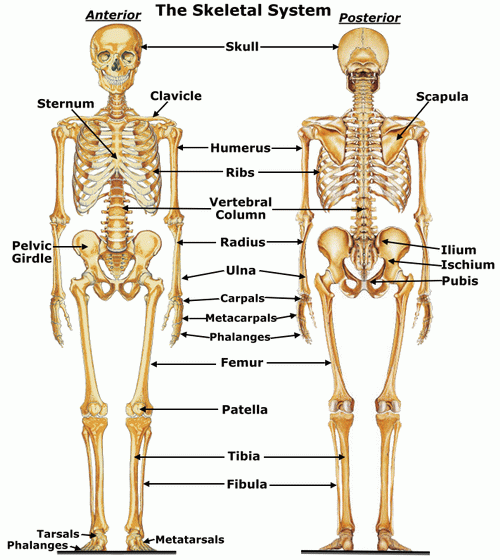 The Bone Essentials